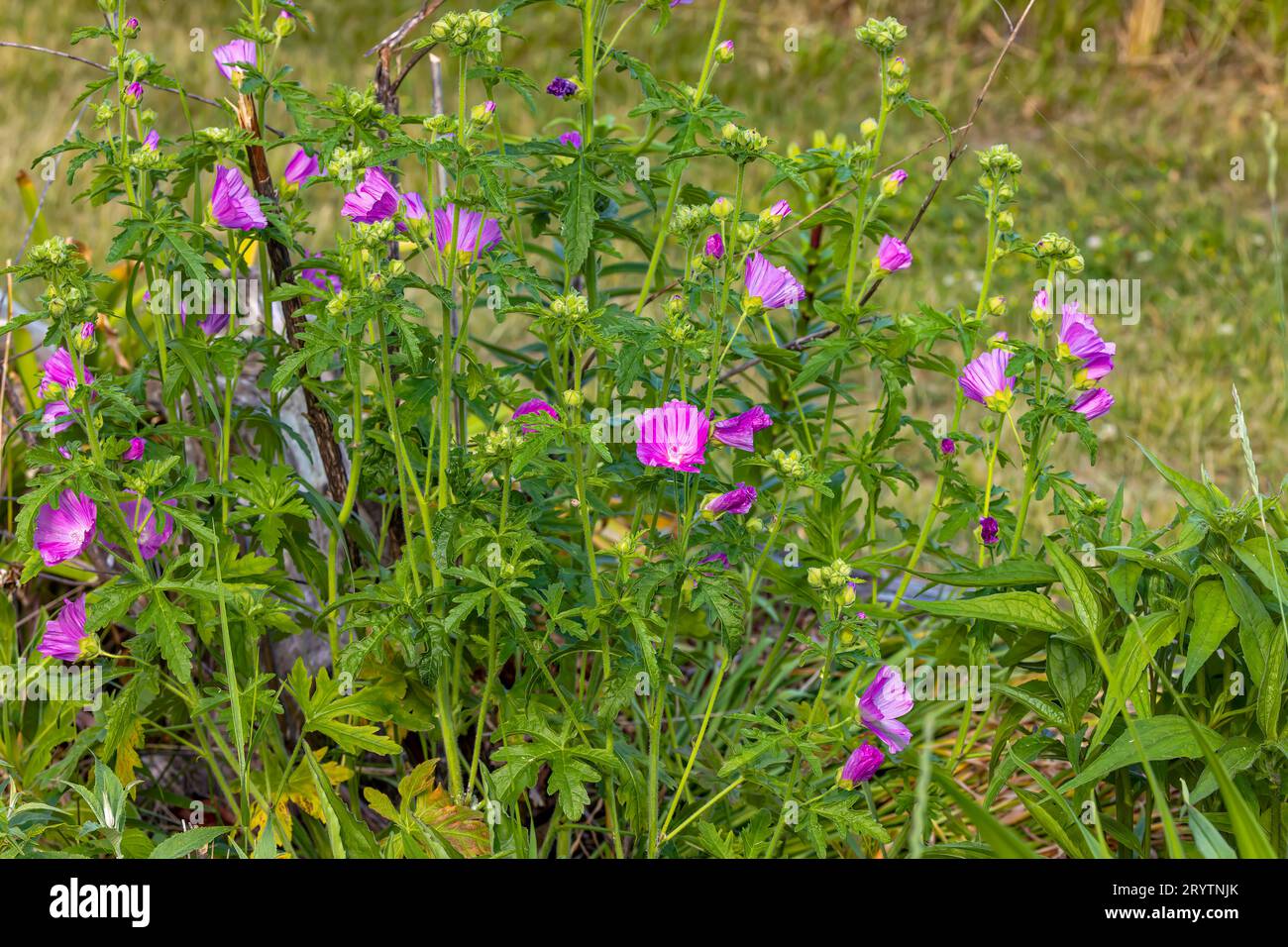 Malva moschata blossom close hi-res stock photography and images - Alamy