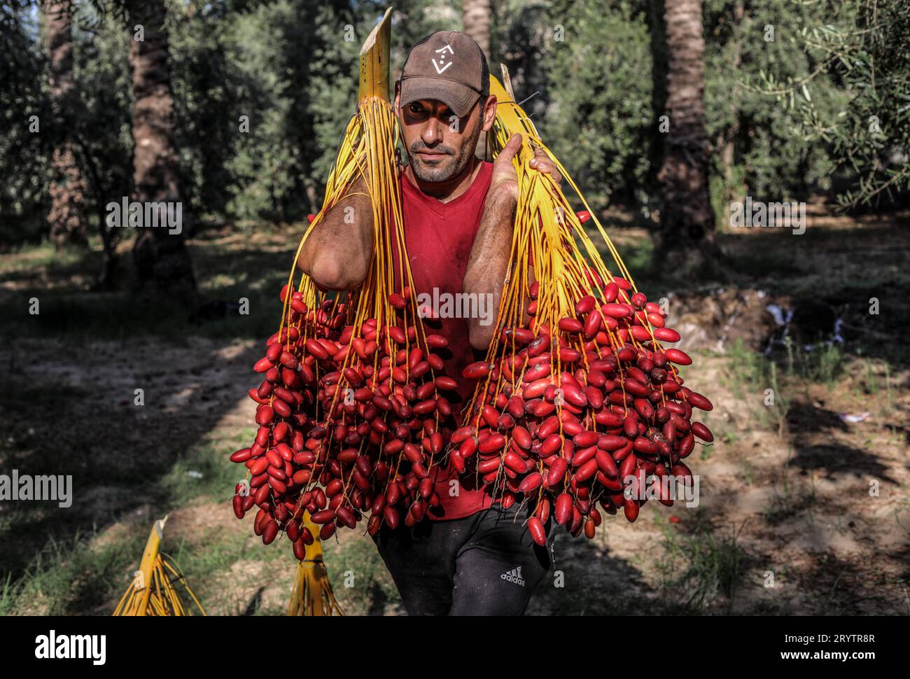 A Palestinian farmer carries red dates picked from palm trees in Deir ...