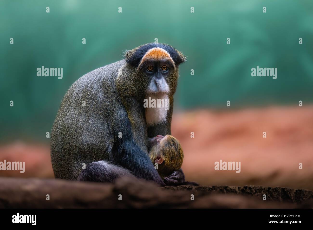 A Brazza's monkey (Cercopithecus neglectus) monkey cradling its baby in ...
