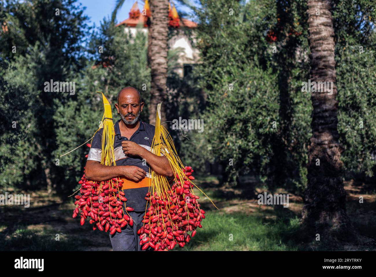 Gaza, Palestine. 27th Sep, 2023. A Palestinian farmer carries red dates ...