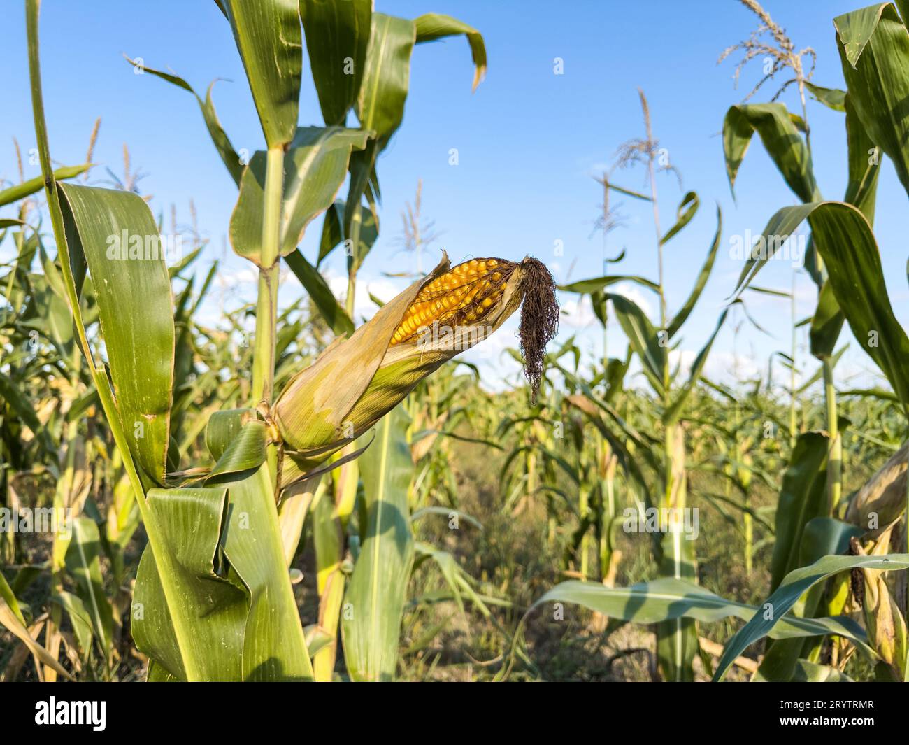 Attached corn husk hi-res stock photography and images - Alamy