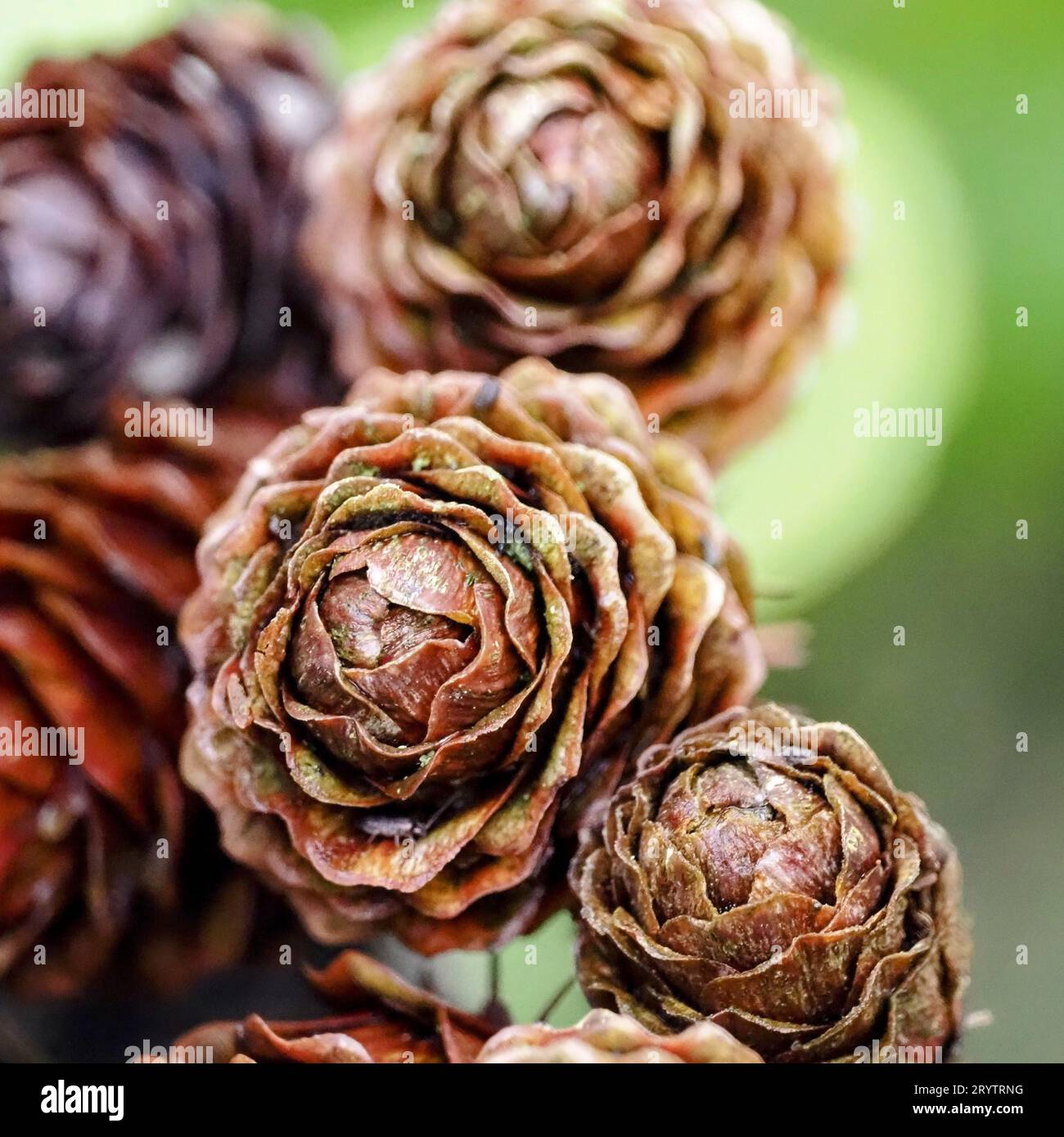 Larch larch cones hi-res stock photography and images - Alamy