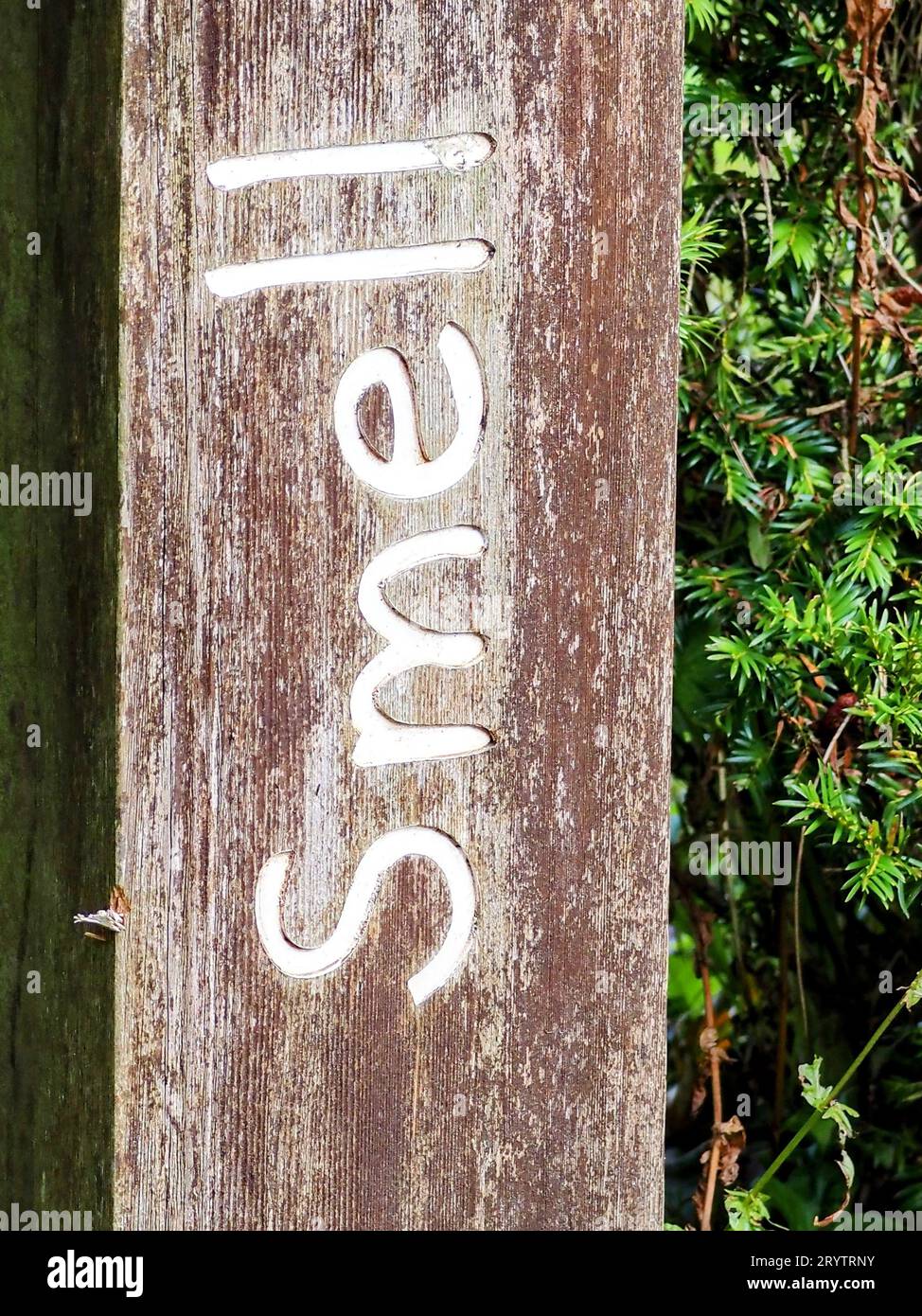 The smell of wood hi-res stock photography and images - Alamy