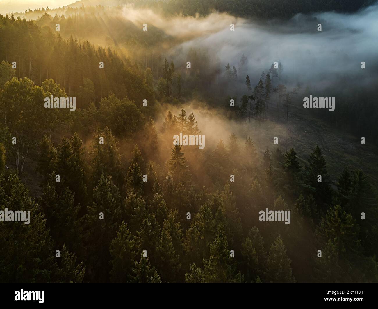 An aerial view of a scenic tree-lined valley shrouded in a thick layer ...