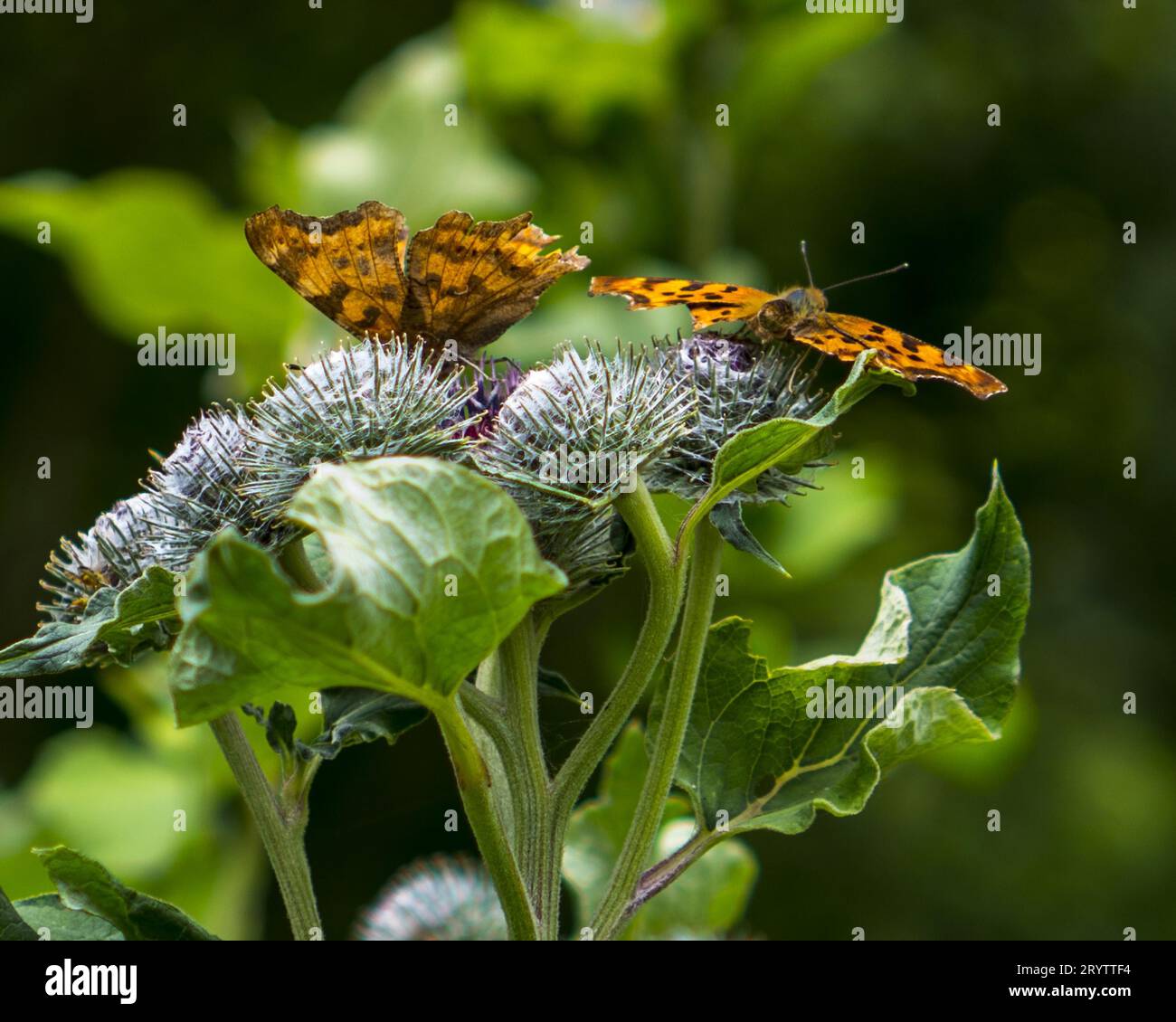 Featuring two butterflies hi-res stock photography and images - Alamy
