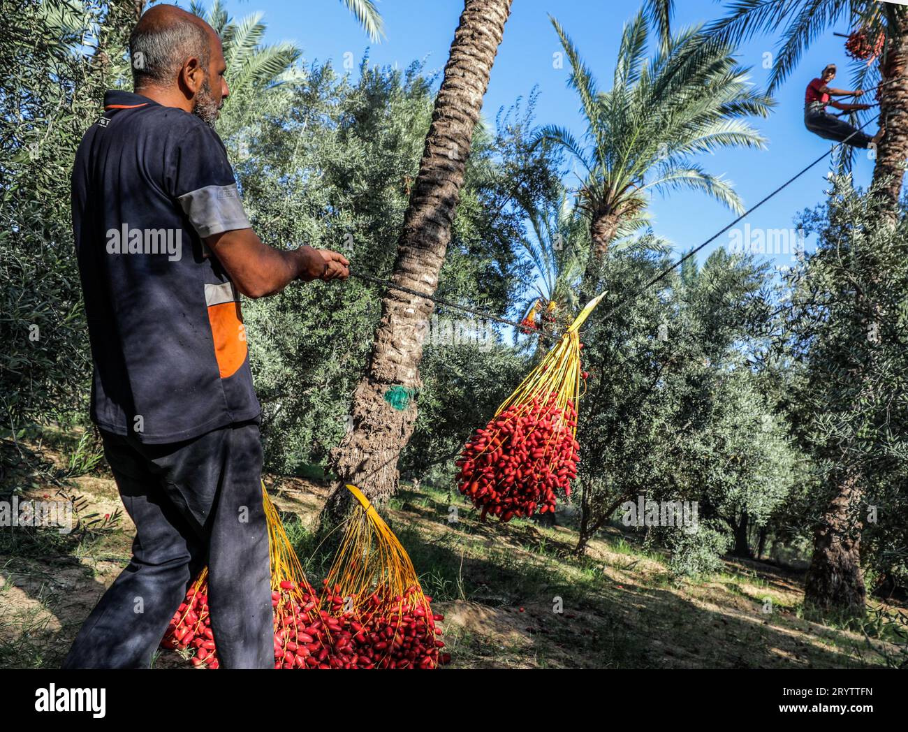 Palestinian farmers pick red dates from palm trees, in Deir al Balah ...