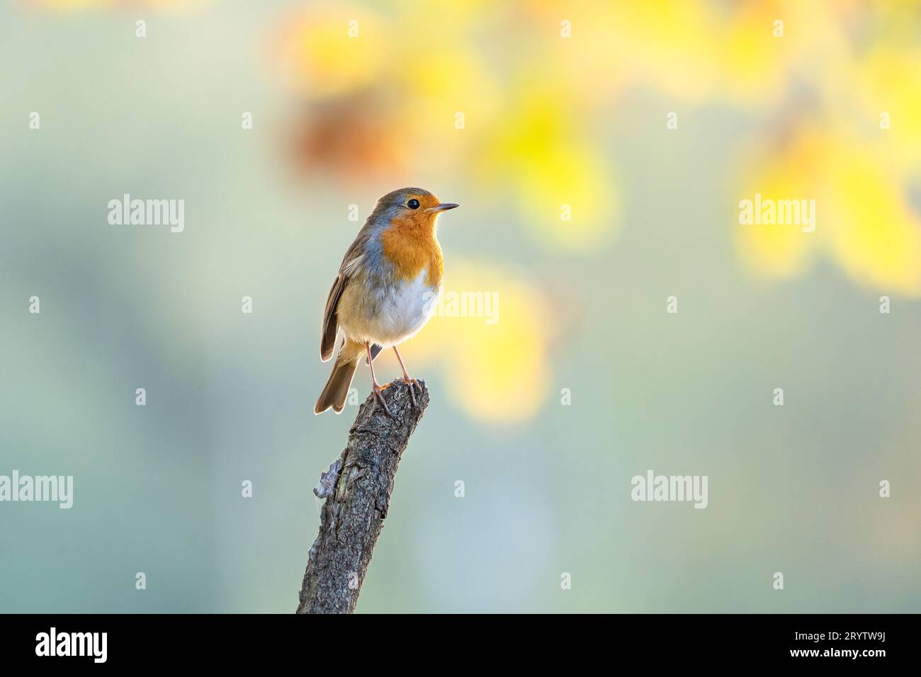A close-up view of a small Robin perched atop a thin tree branch Stock ...