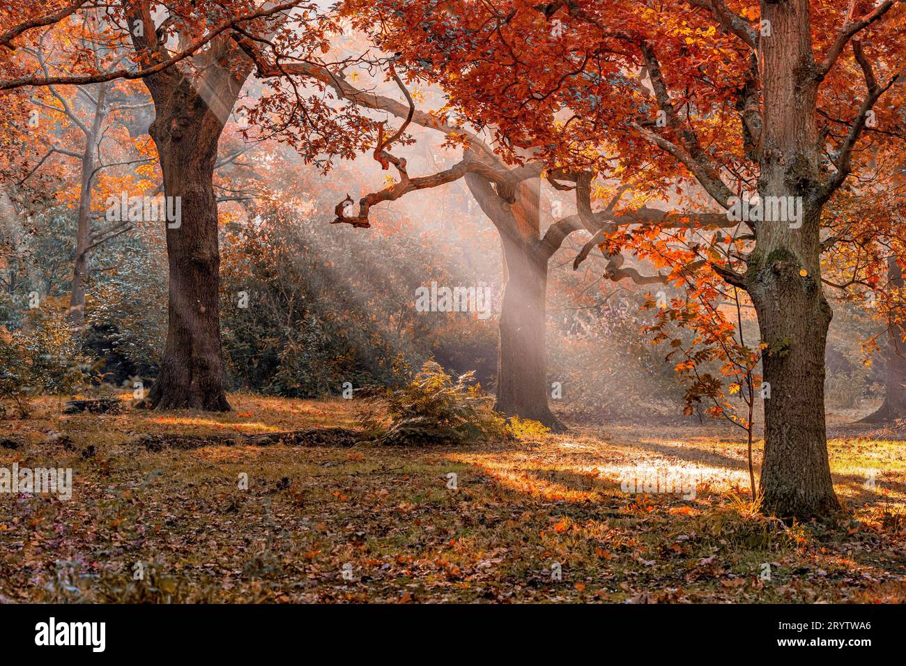 This image captures the beauty of the transition into autumn Stock ...
