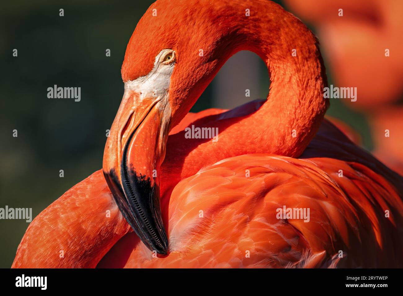 Resting head on chest hi-res stock photography and images - Alamy