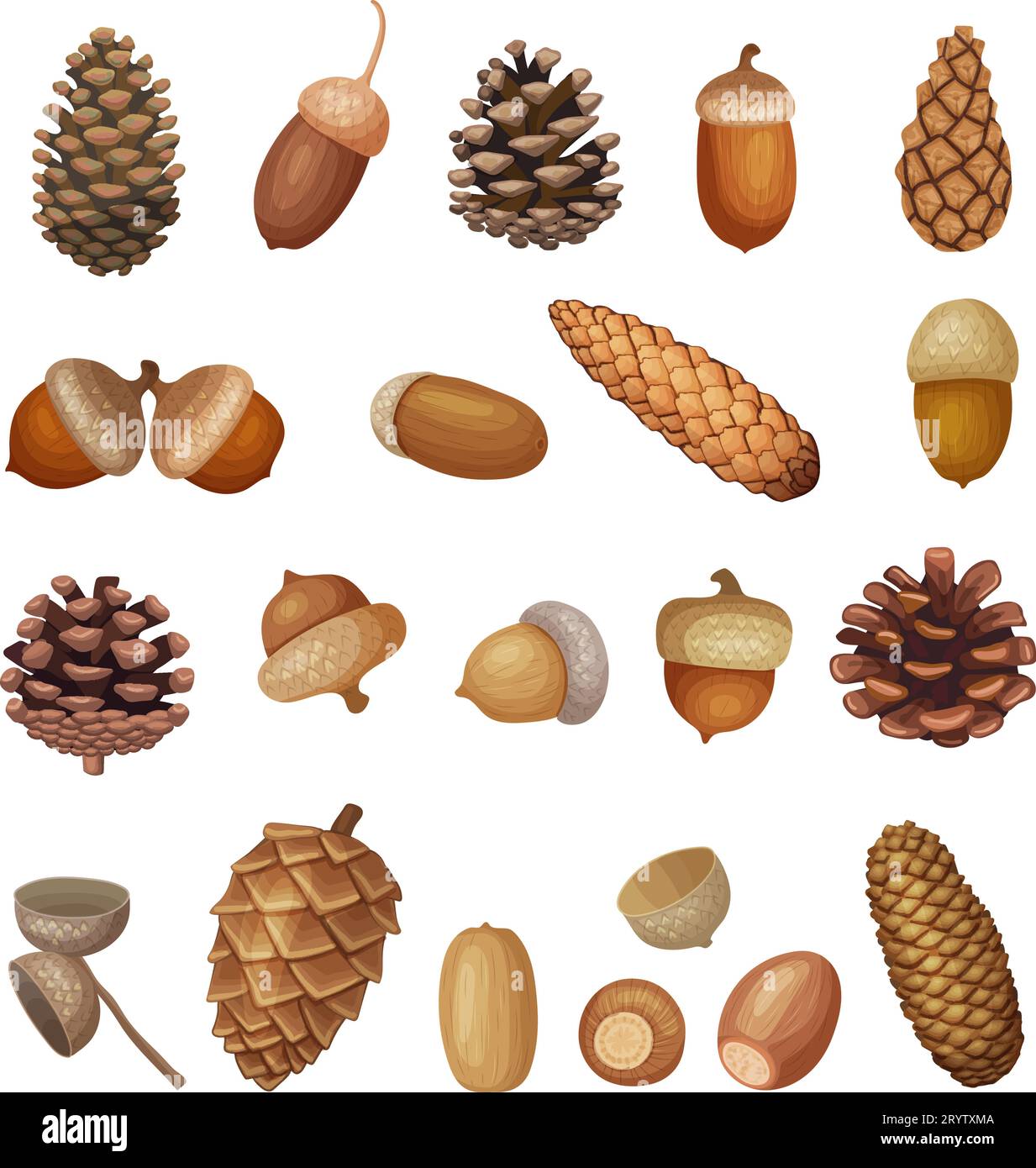Brown acorns. Cartoon illustrations of fir cones recent vector cartoon ...