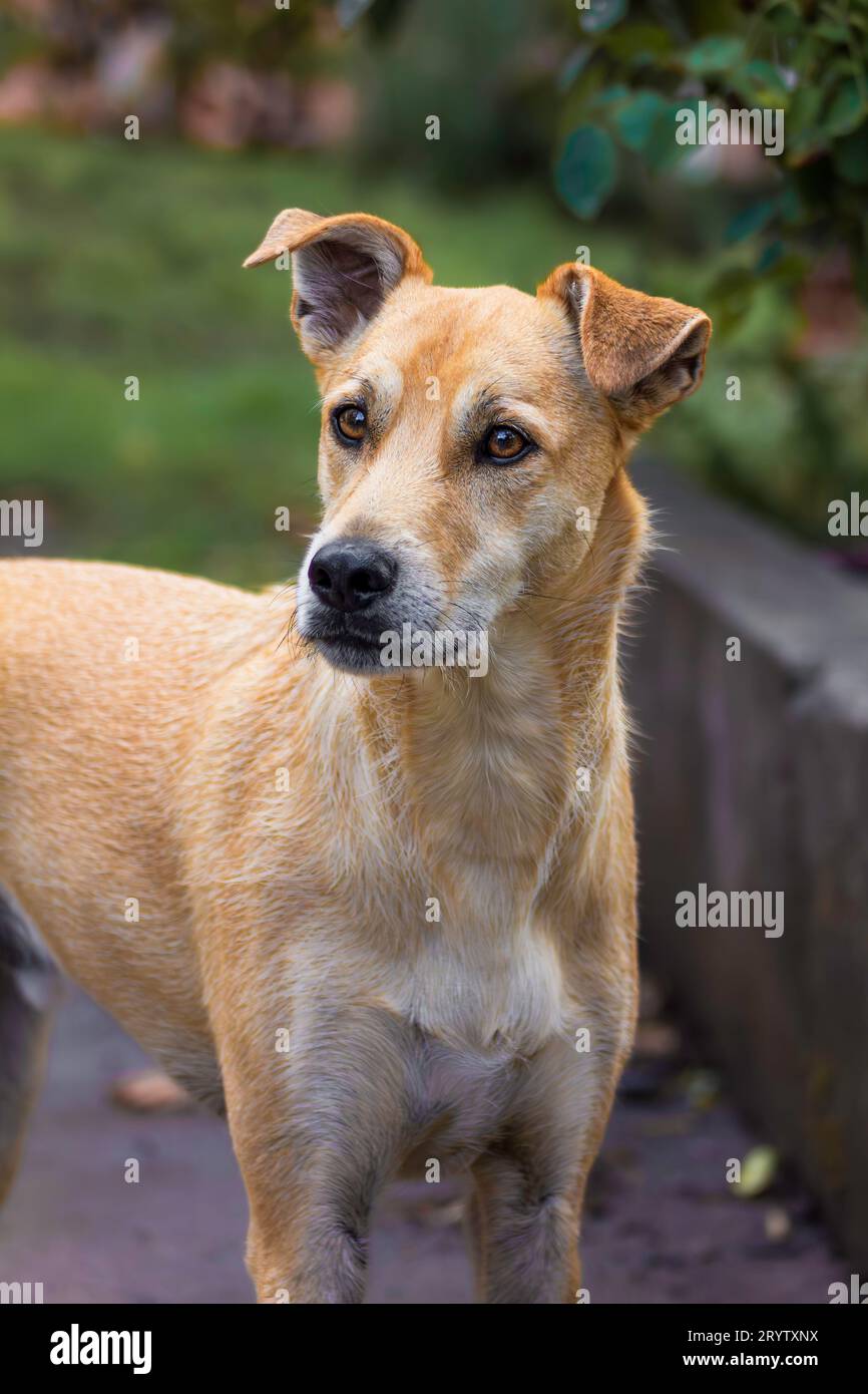 Beige coloured Labrador looking alert in the garden Stock Photo - Alamy