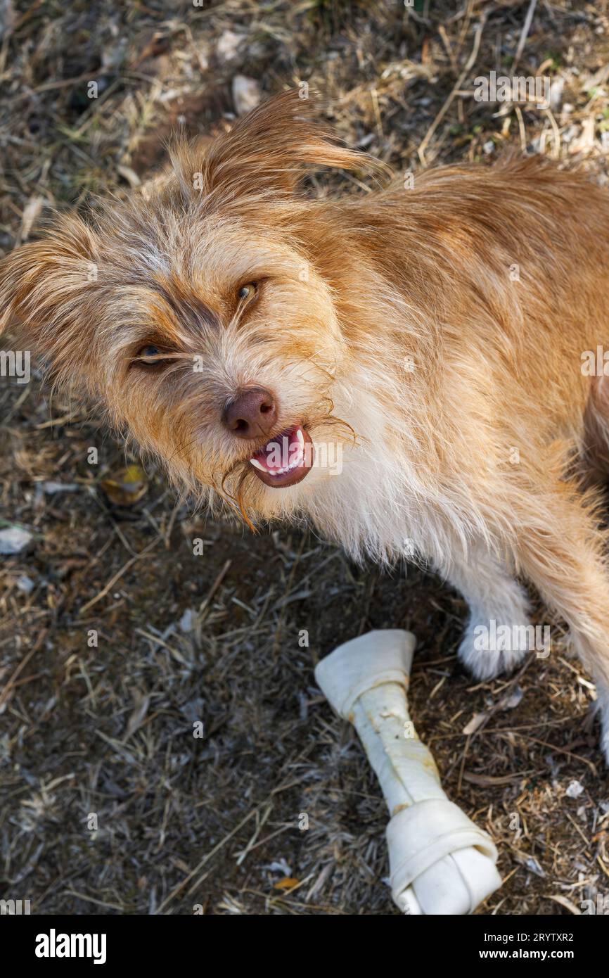 Sandy coloured terrier dog with her bone Stock Photo - Alamy