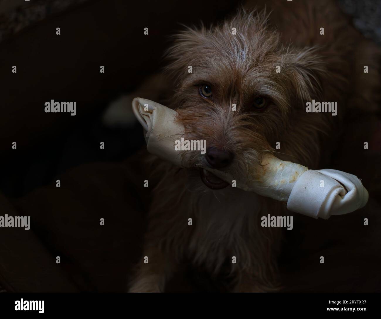 Give the dog a bone hi-res stock photography and images - Alamy