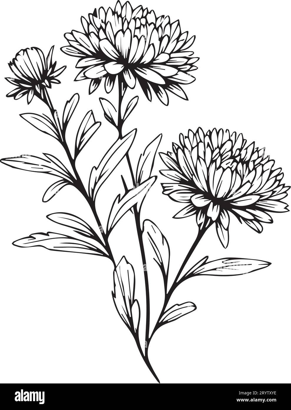 Aster vector vectors hi-res stock photography and images - Alamy