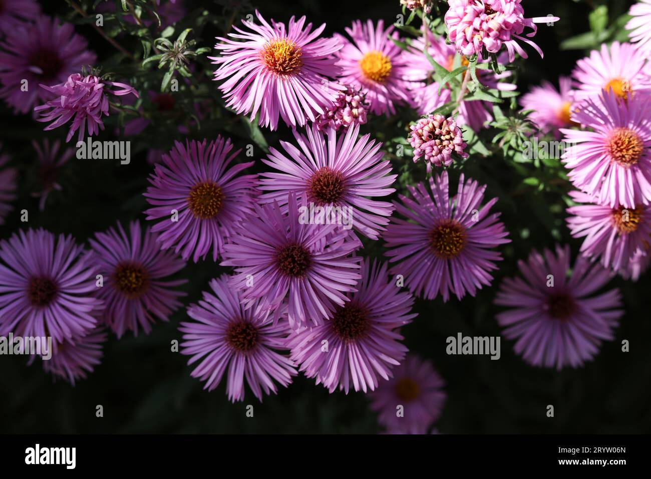 a close up of bright pink aster flowers with a heart shaped middle in ...