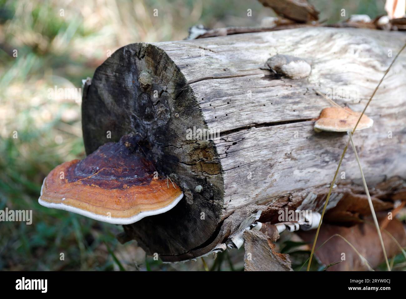 Berlin, Spandauer Forst, Kuhlake, Baumpilze, Rotrandiger Baumschwamm ...