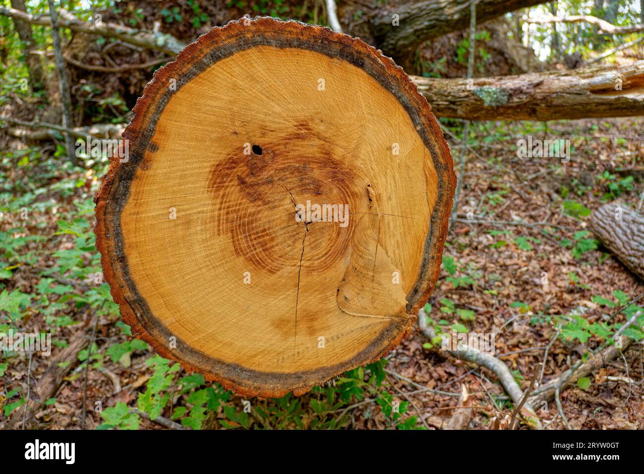 Closeup of a freshly cut tree in the forest with chainsaw marks and ...