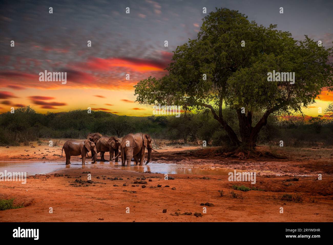 Elephant family, landscape in Africa, Kenya. Here in Tsavo National ...