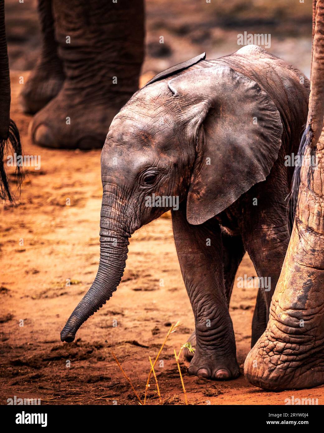 Little baby elephant in Africa. Kenya's savanna and steppe with the ...