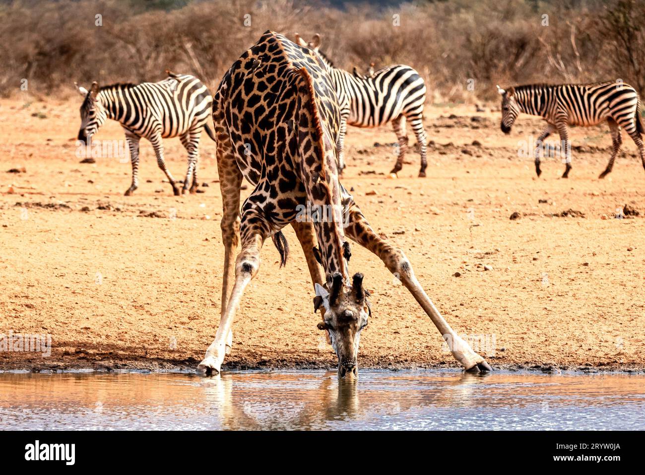 Giraffe photographed on a safari in Kenya. birds sit on the animal in ...