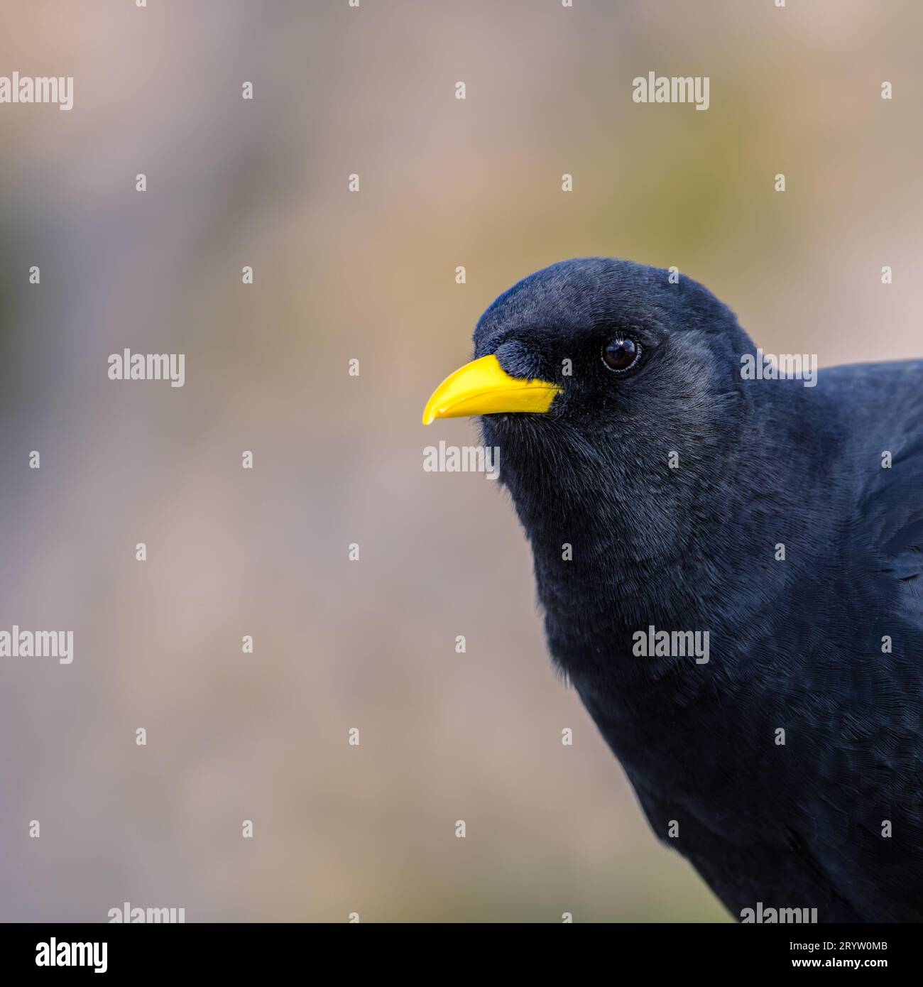 Alpine dohle hi-res stock photography and images - Alamy