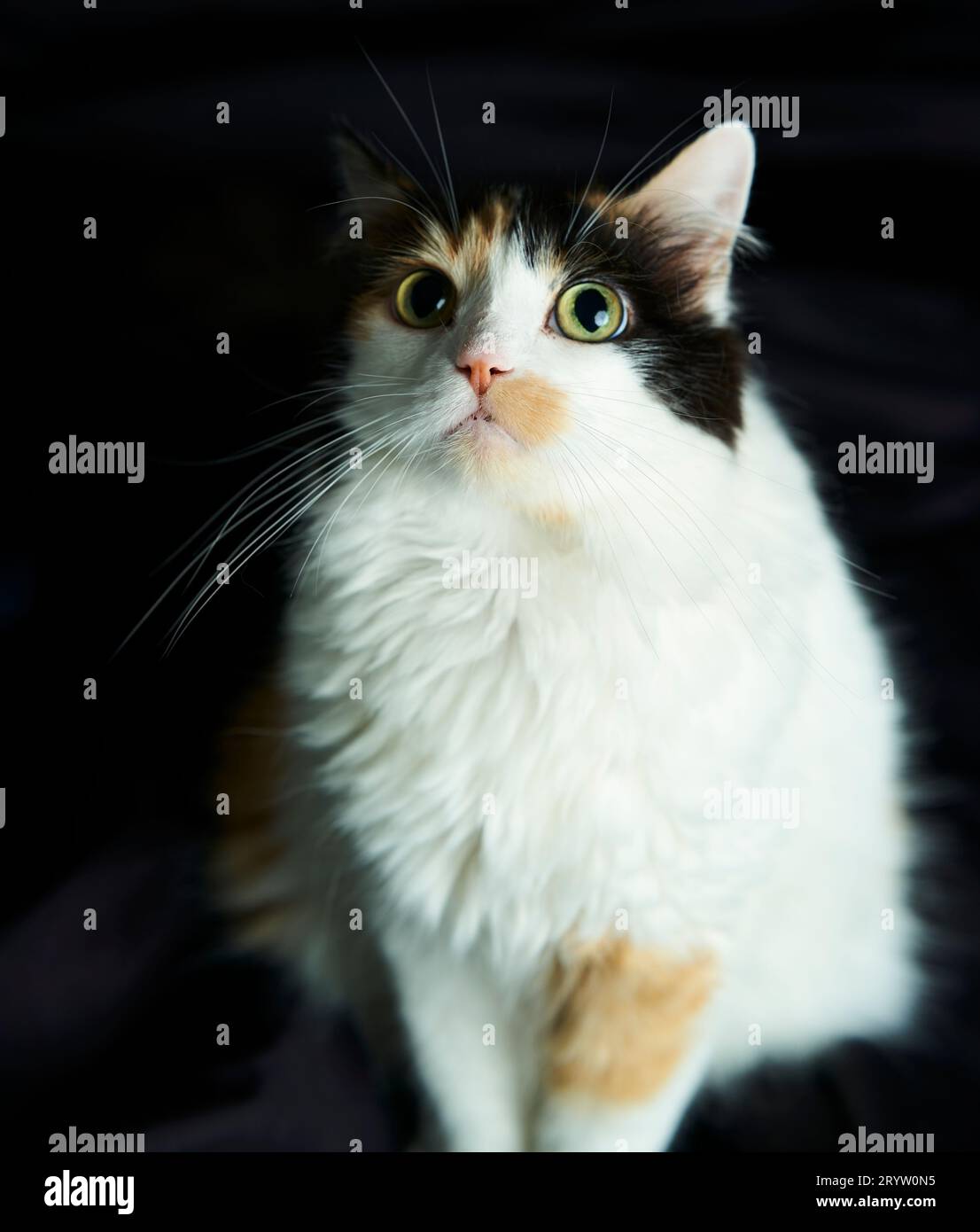 A beautiful calico cat in a beam of light, looking curiously up at the ...