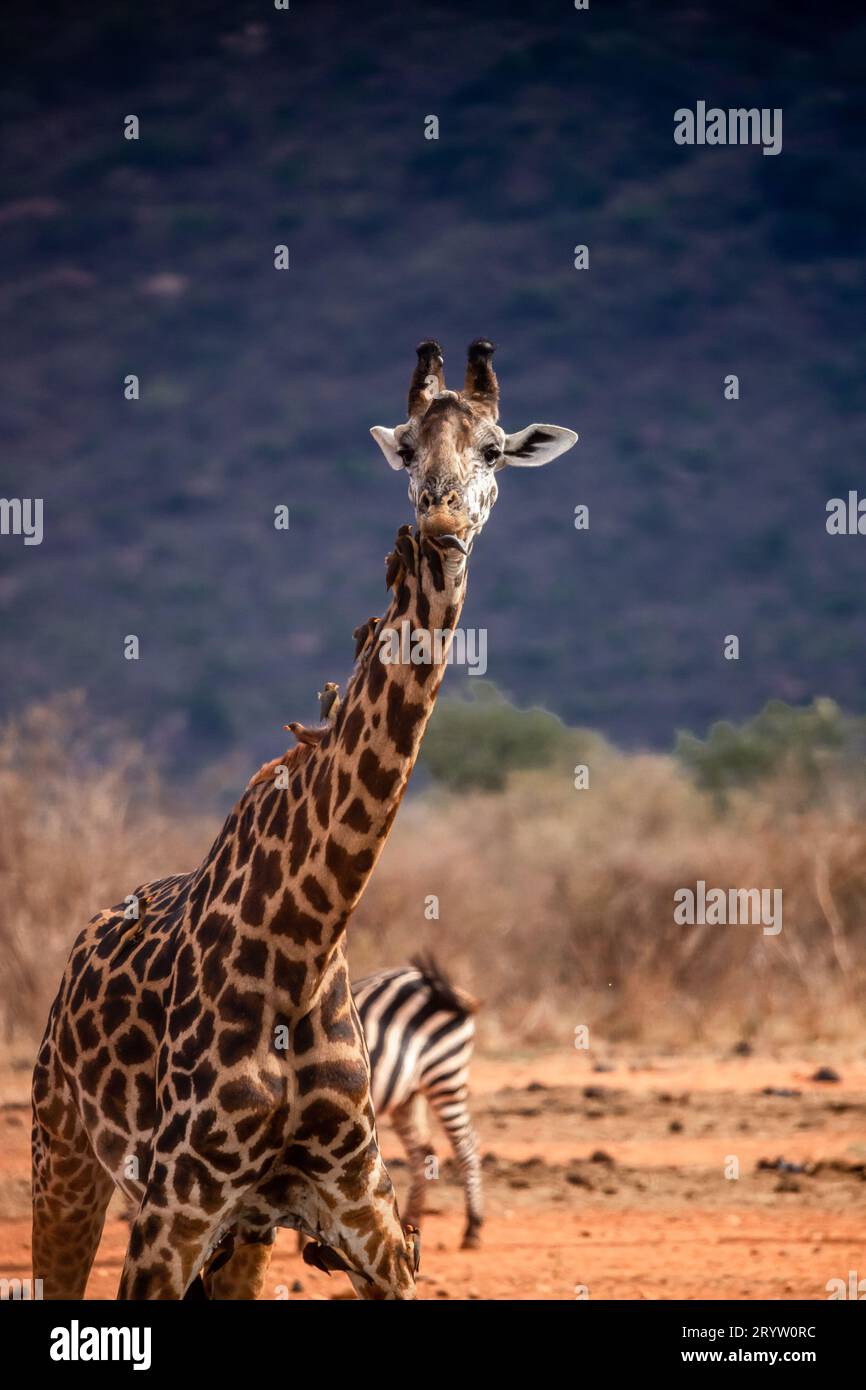Giraffe photographed on a safari in Kenya. Birds sit on the animal in ...