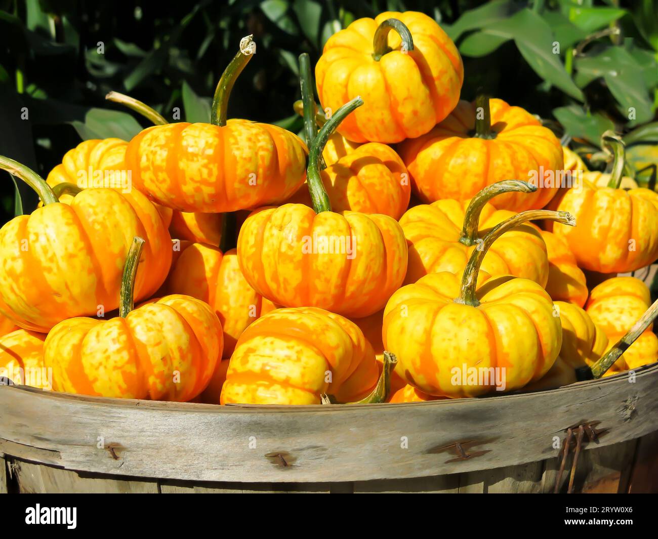 Mini display hi-res stock photography and images - Alamy