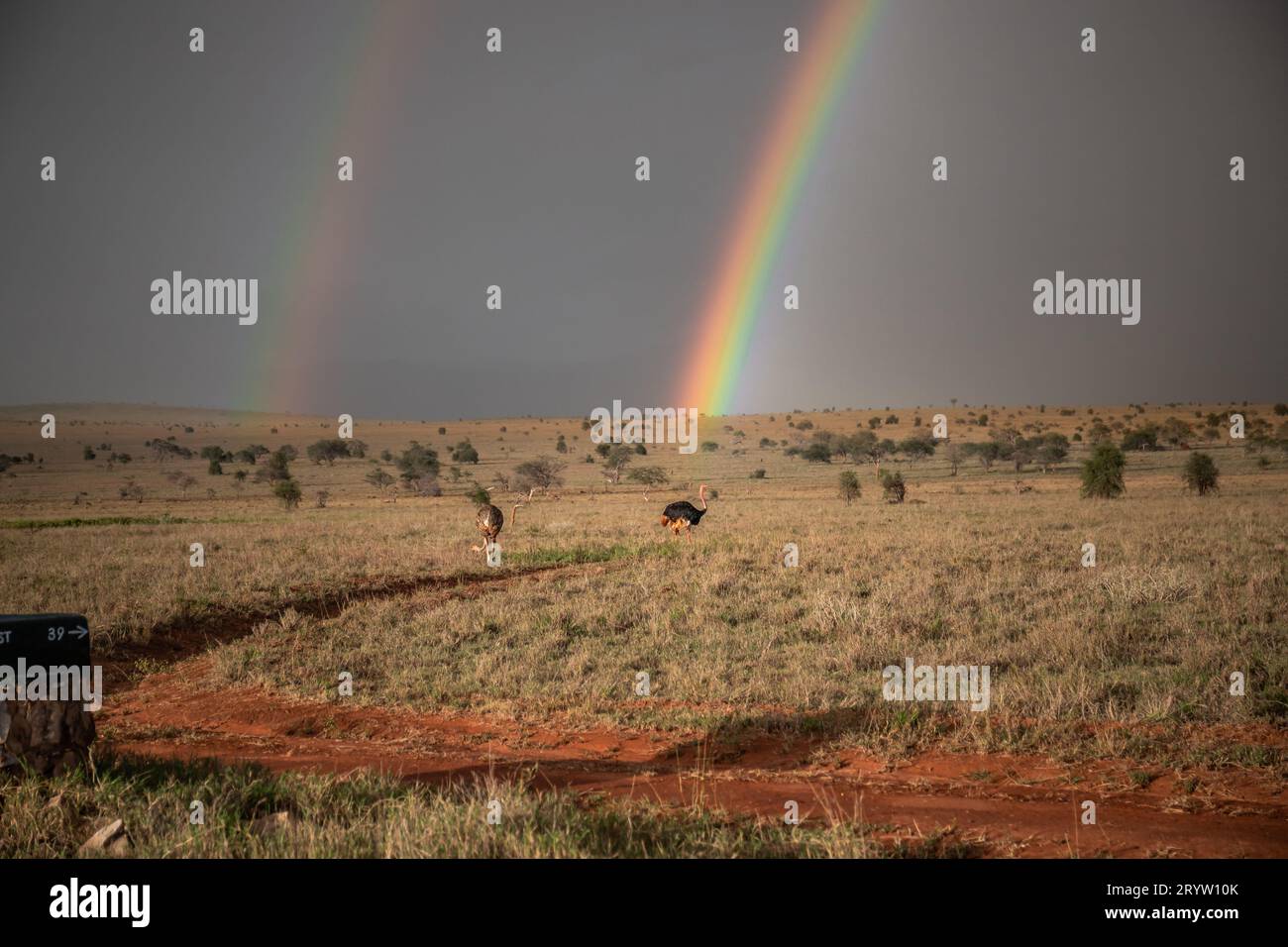 Rainy season in the savannah of Kenya. Landscape in Africa, sun, rain ...
