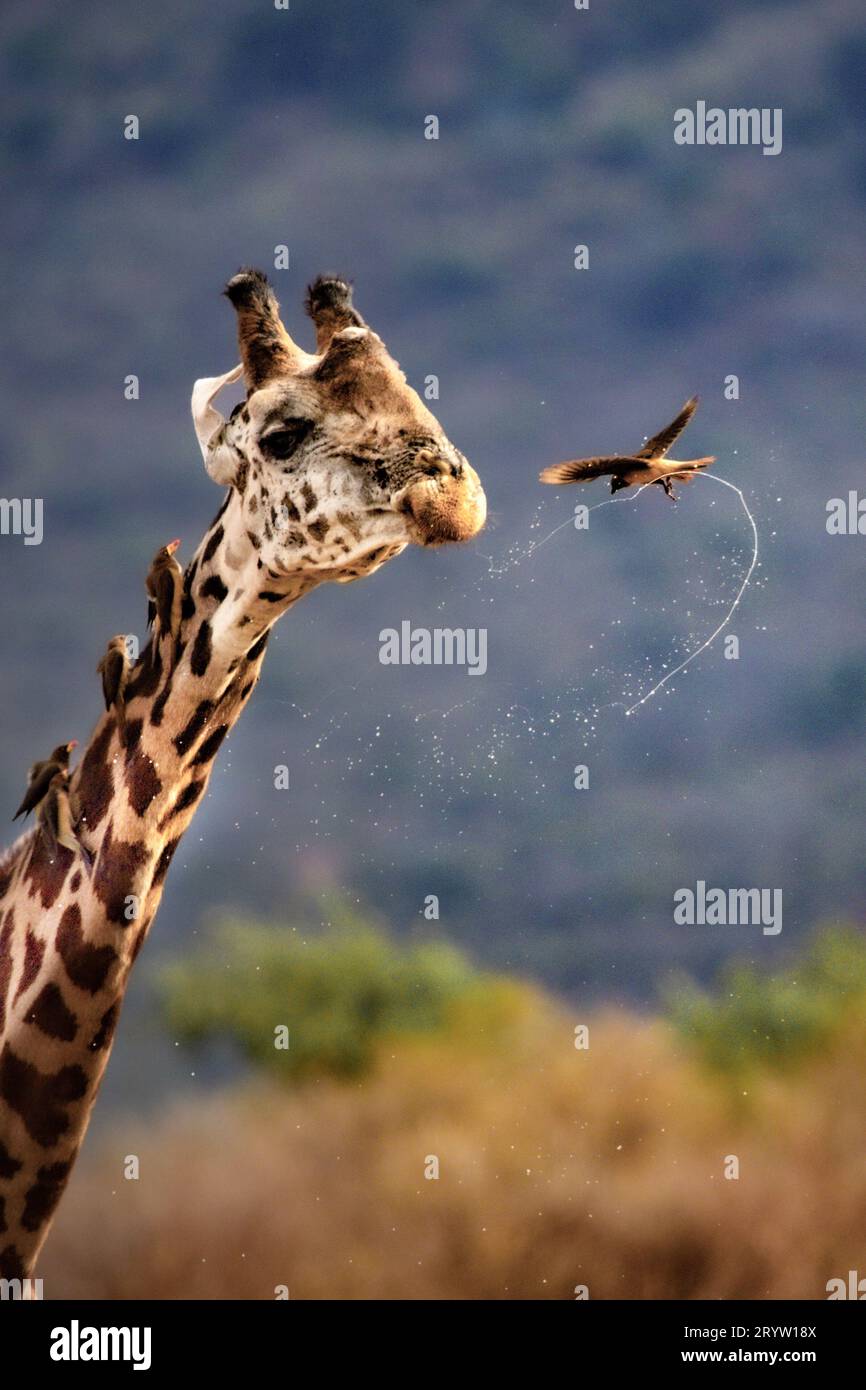 Giraffe photographed on a safari in Kenya. Birds sit on the animal in ...