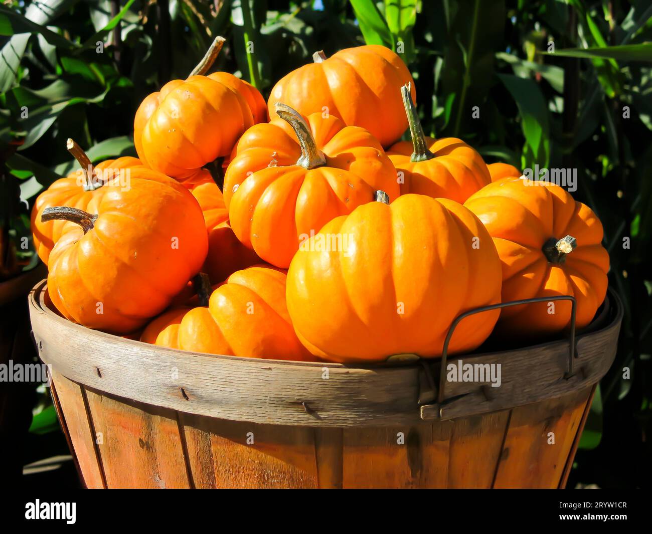 Large vibrant orange pumpkins hi-res stock photography and images - Alamy