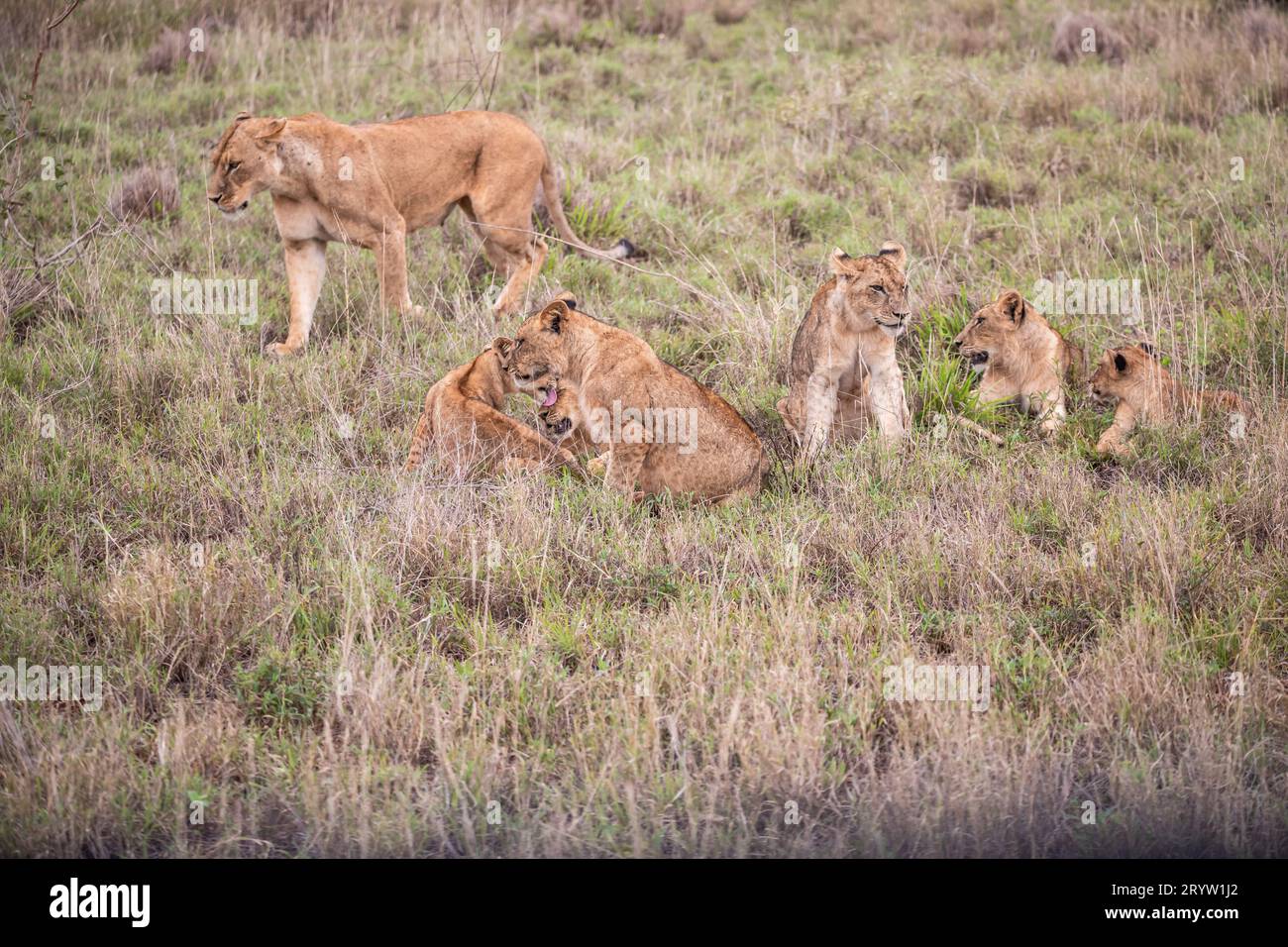Lion cubs on safari in the steppes of Africa Big cat in the savannah ...