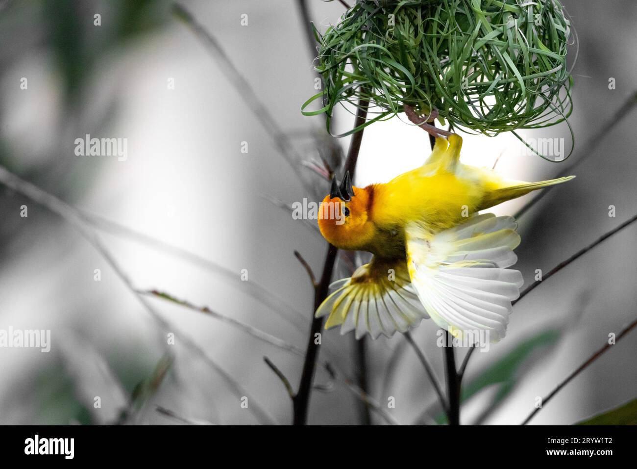 Weaver bird ( Ploceidae ) in Africa, also called widah finch at nest ...