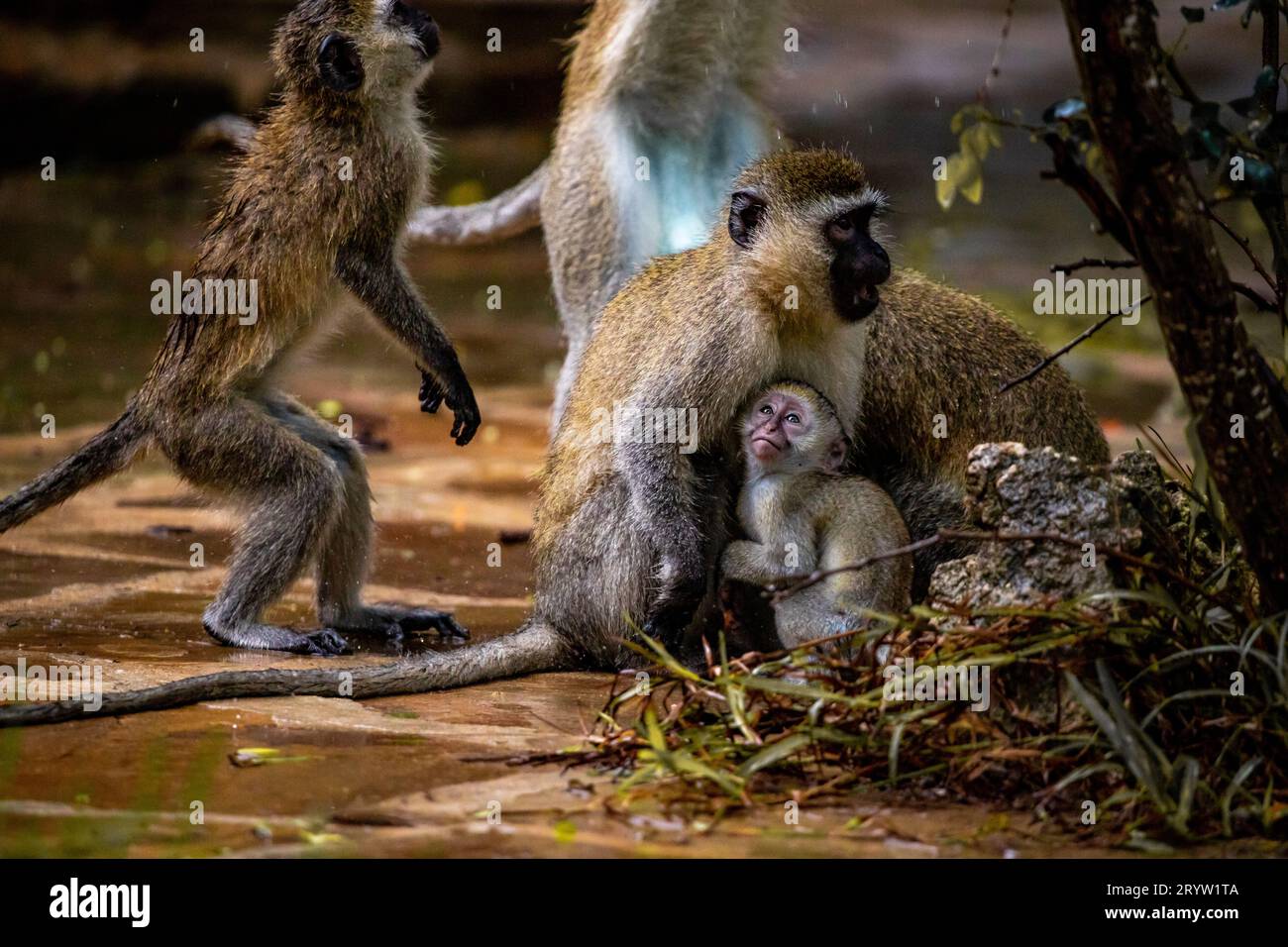 Gang of monkeys in Kenya, Africa. Hotel, a safari lodge. Baby monkeys ...