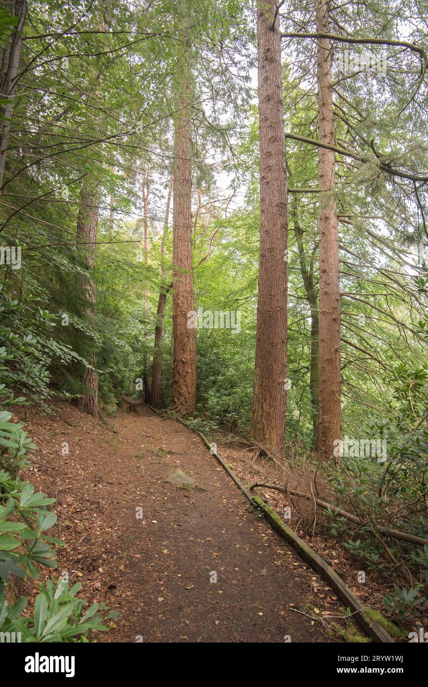Large trees at Cragside,where there are may superb non-native trees in ...