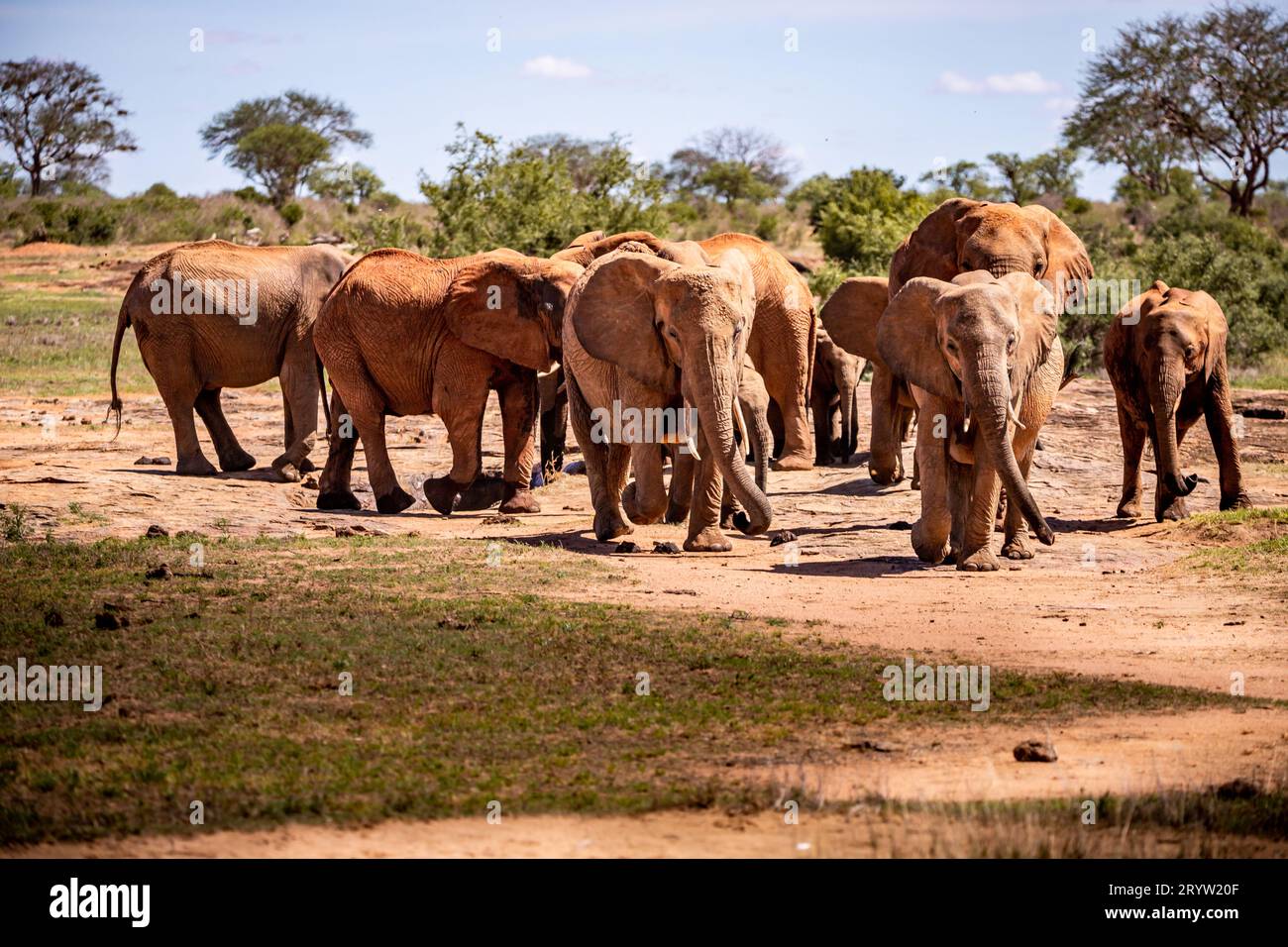 African elephant, herd of elephants moving to the waterhole, savannah ...