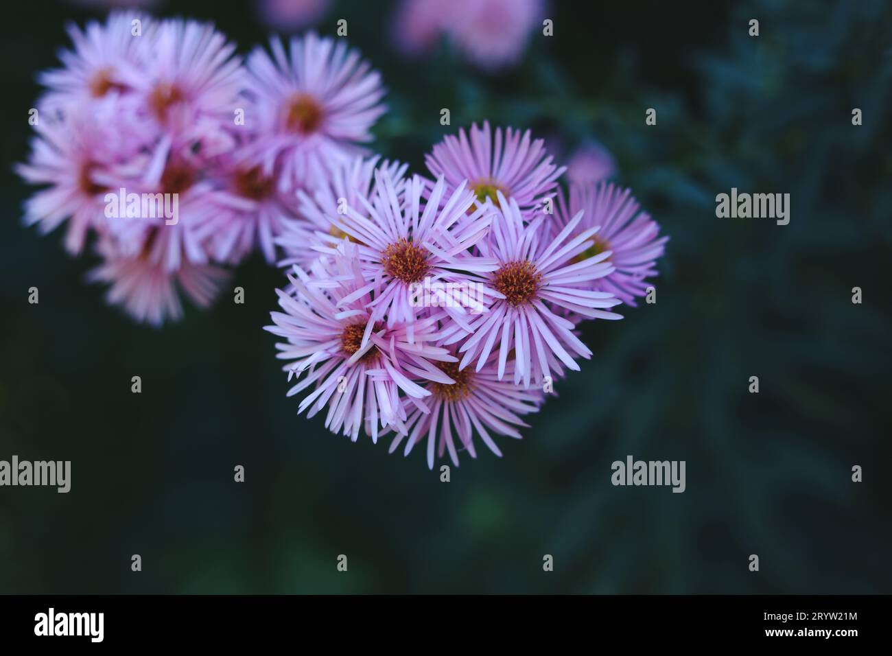 a close up of bright pink aster flowers with a heart shaped middle in ...