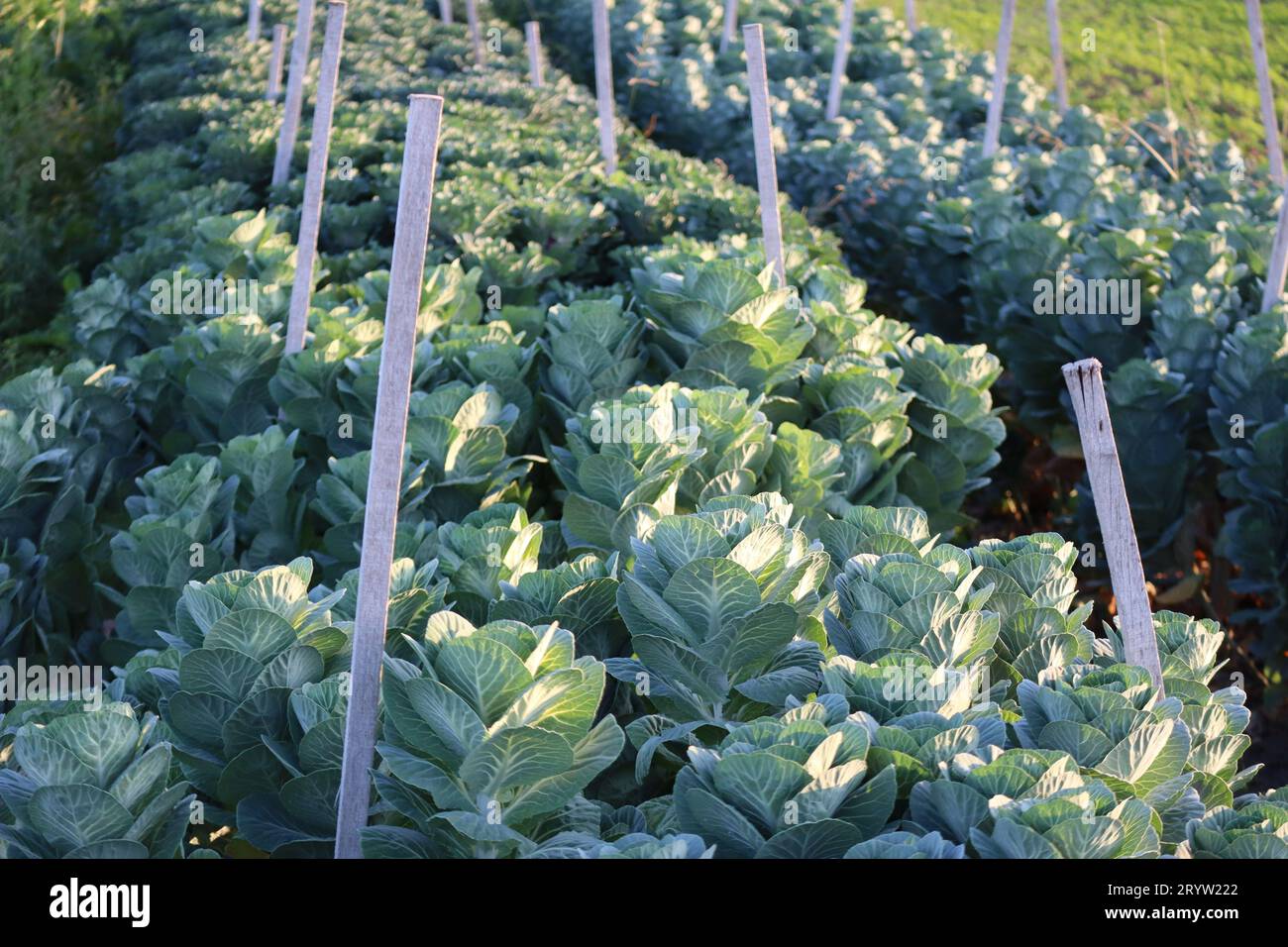 Types of brussels sprouts hi-res stock photography and images - Alamy