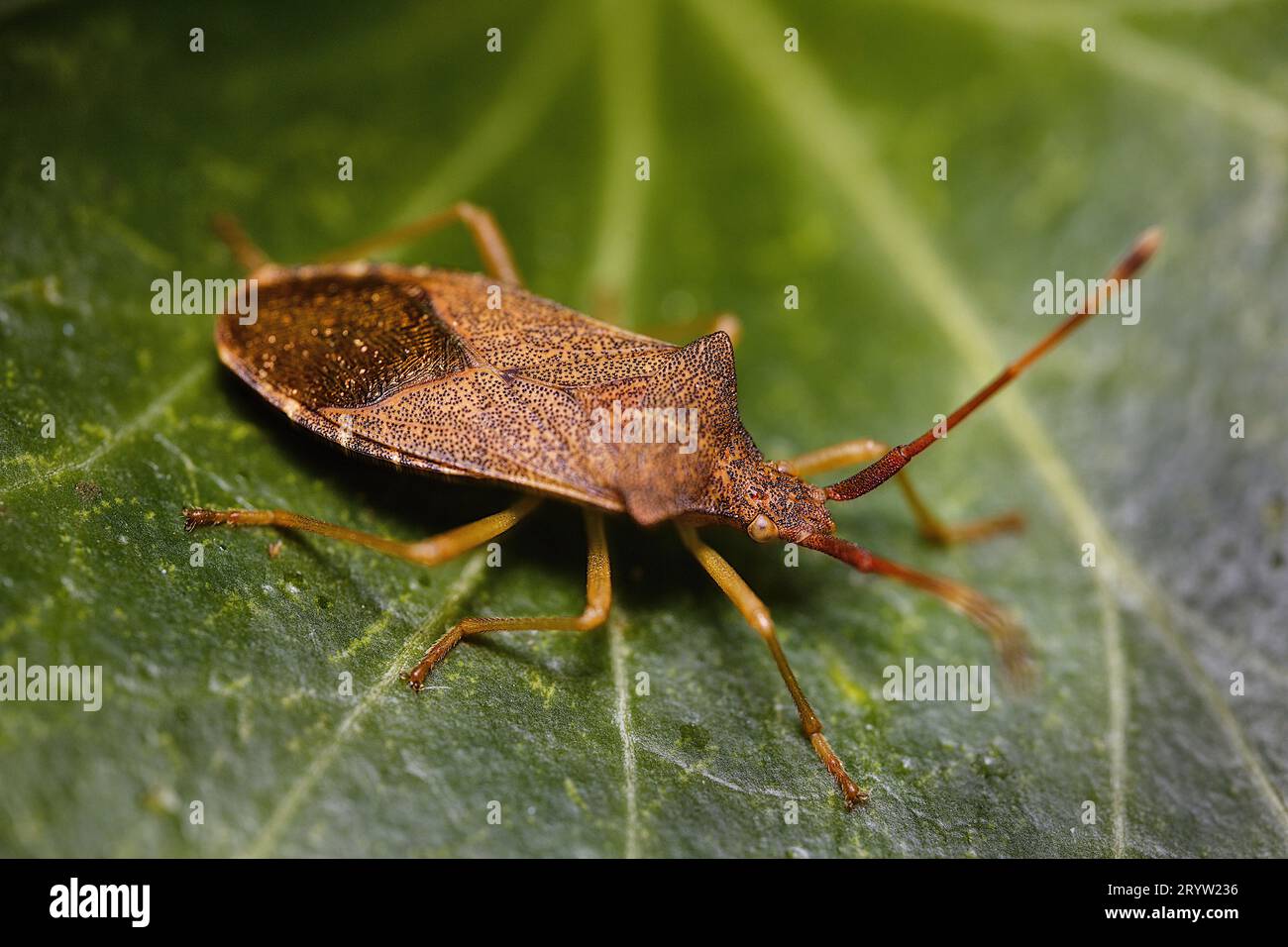 Fluttering insect hi-res stock photography and images - Alamy