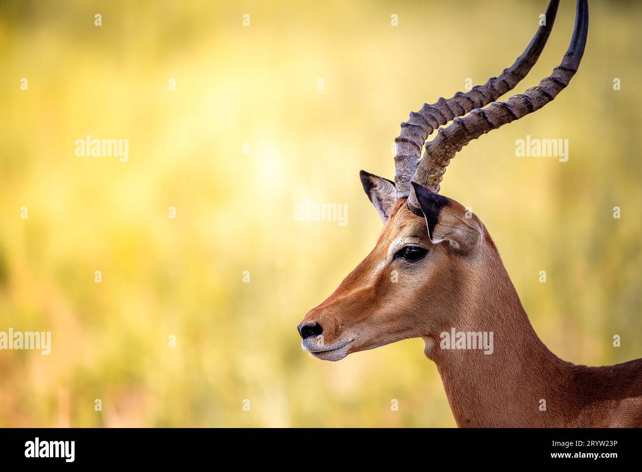 Gazelle, antelope portrait. Animals on safari through the savannas ...