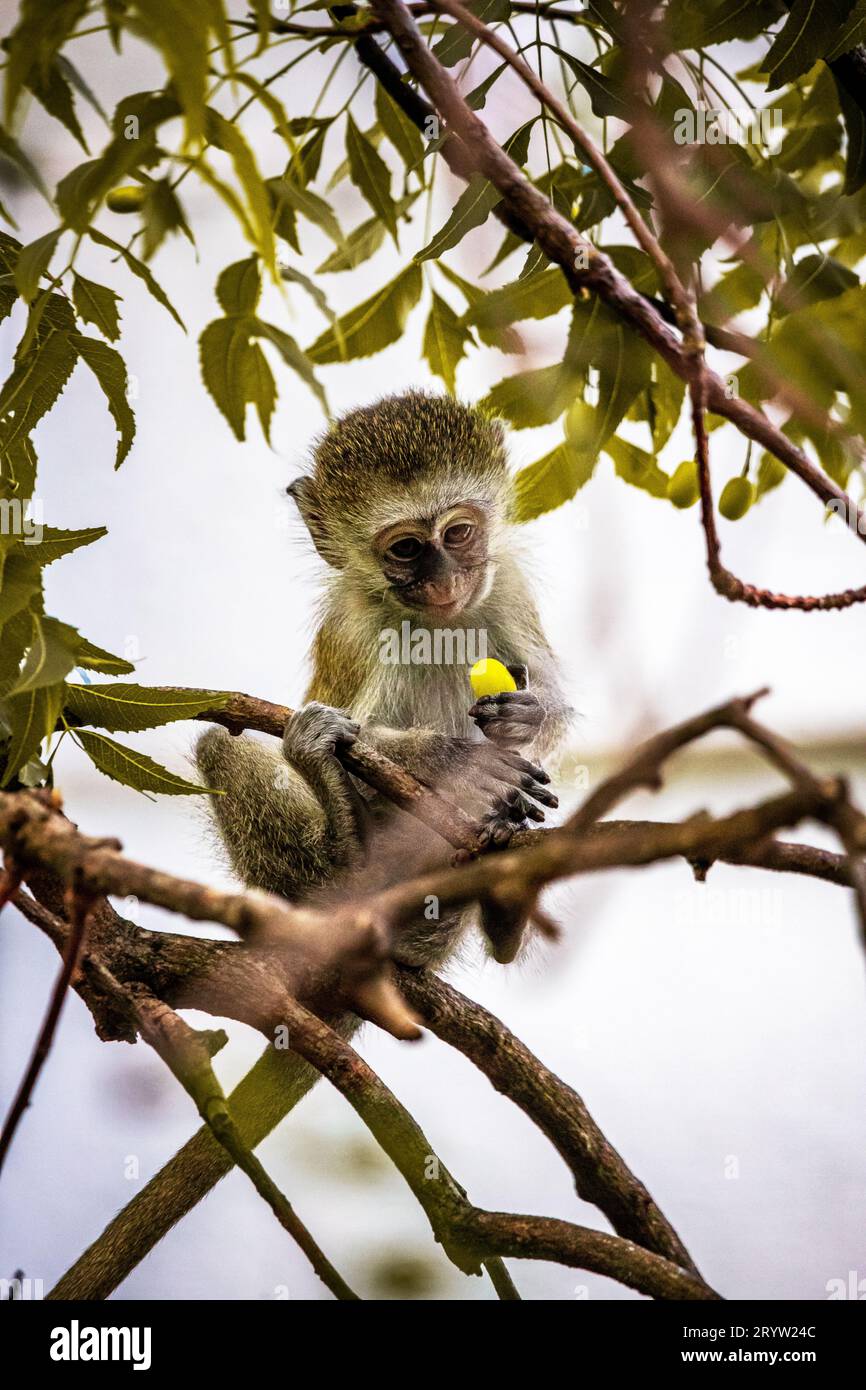 Baby monkey in the tree looking for fruit. Cute little animal, monkeys ...