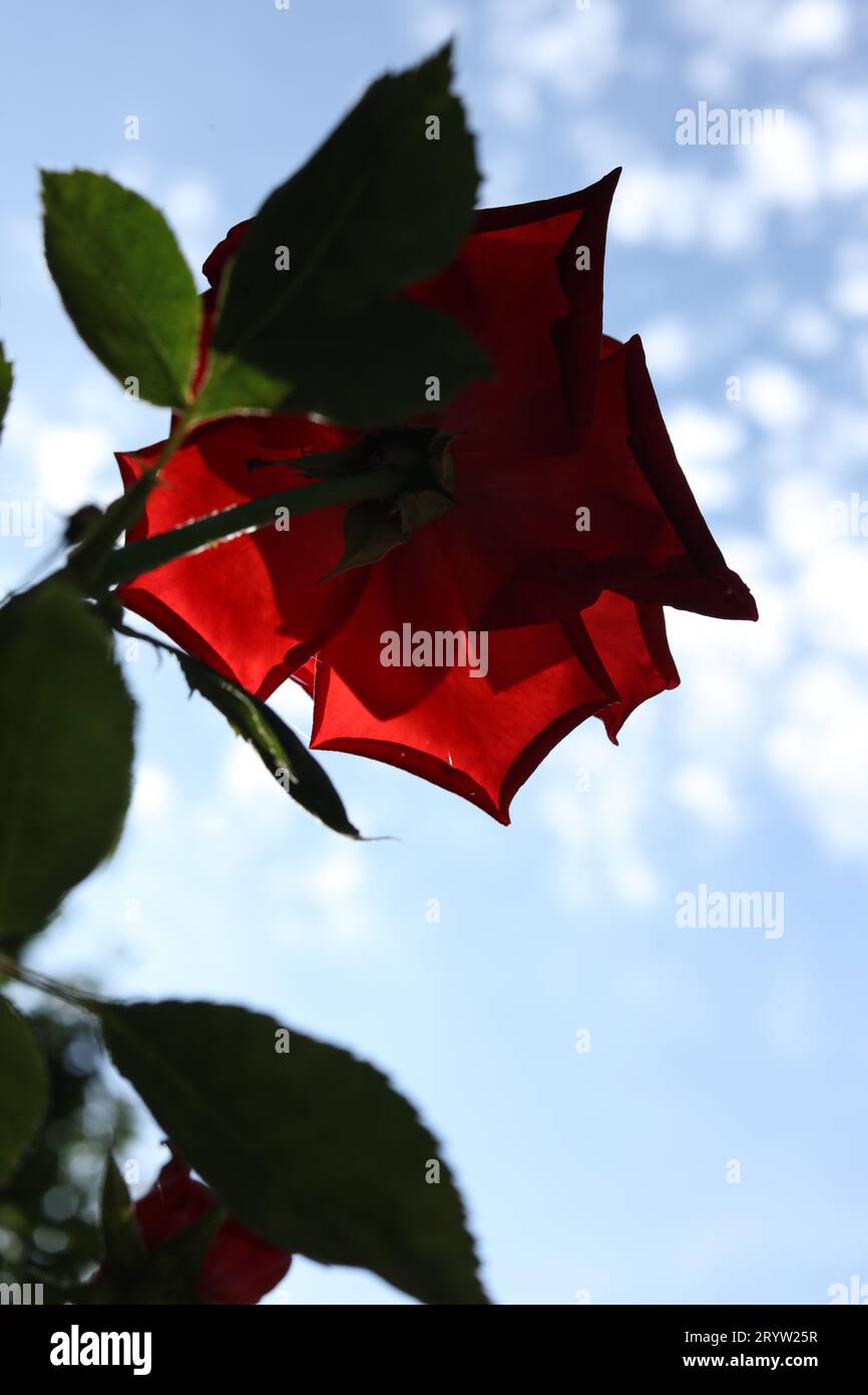 a bright red rose flower head shot from the bottom against the sunny ...