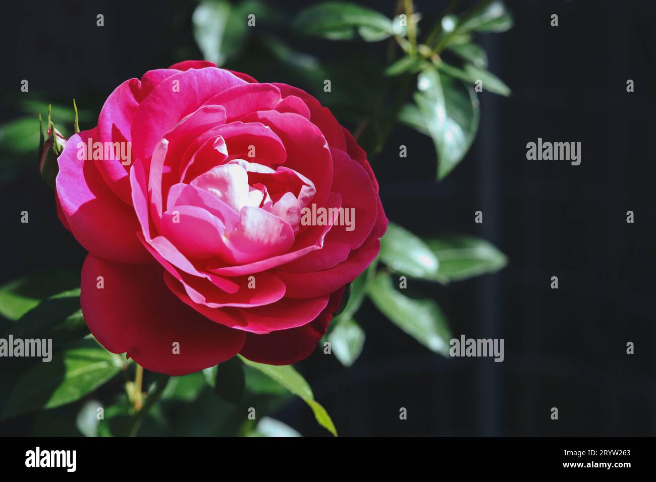 a close up of a single bright red rose in the summer garden Stock Photo ...