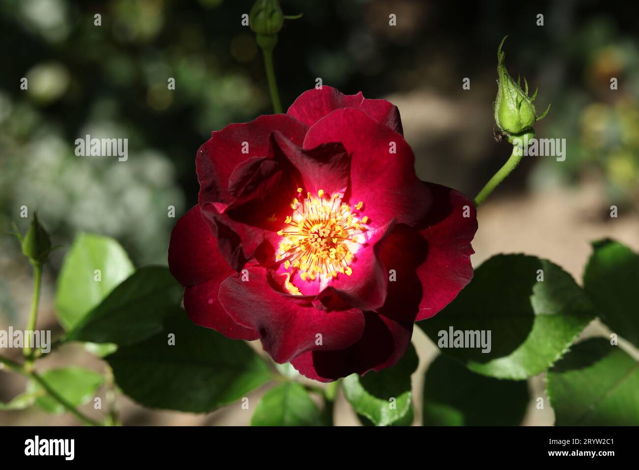a close up of a single bright red rose in the summer garden Stock Photo ...
