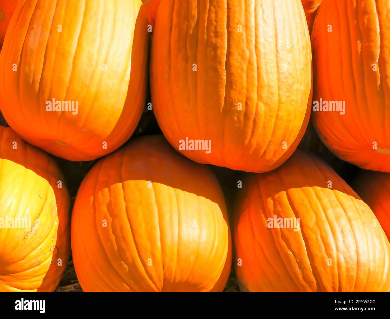 Large Pumpkins Stacked as a Display in Pumpkin Patch Stock Photo - Alamy