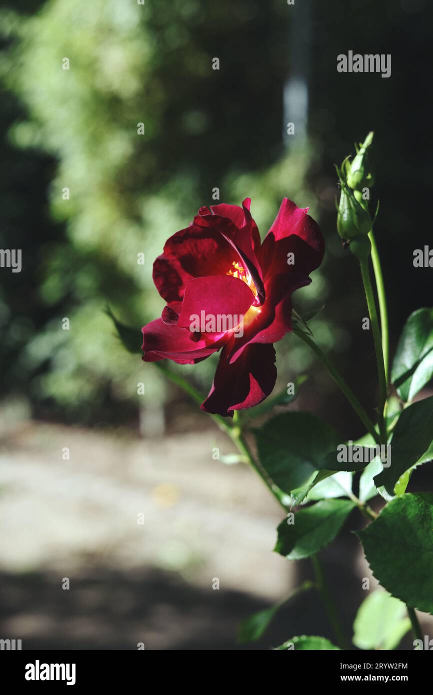 a close up of a single bright red rose in the summer garden Stock Photo ...