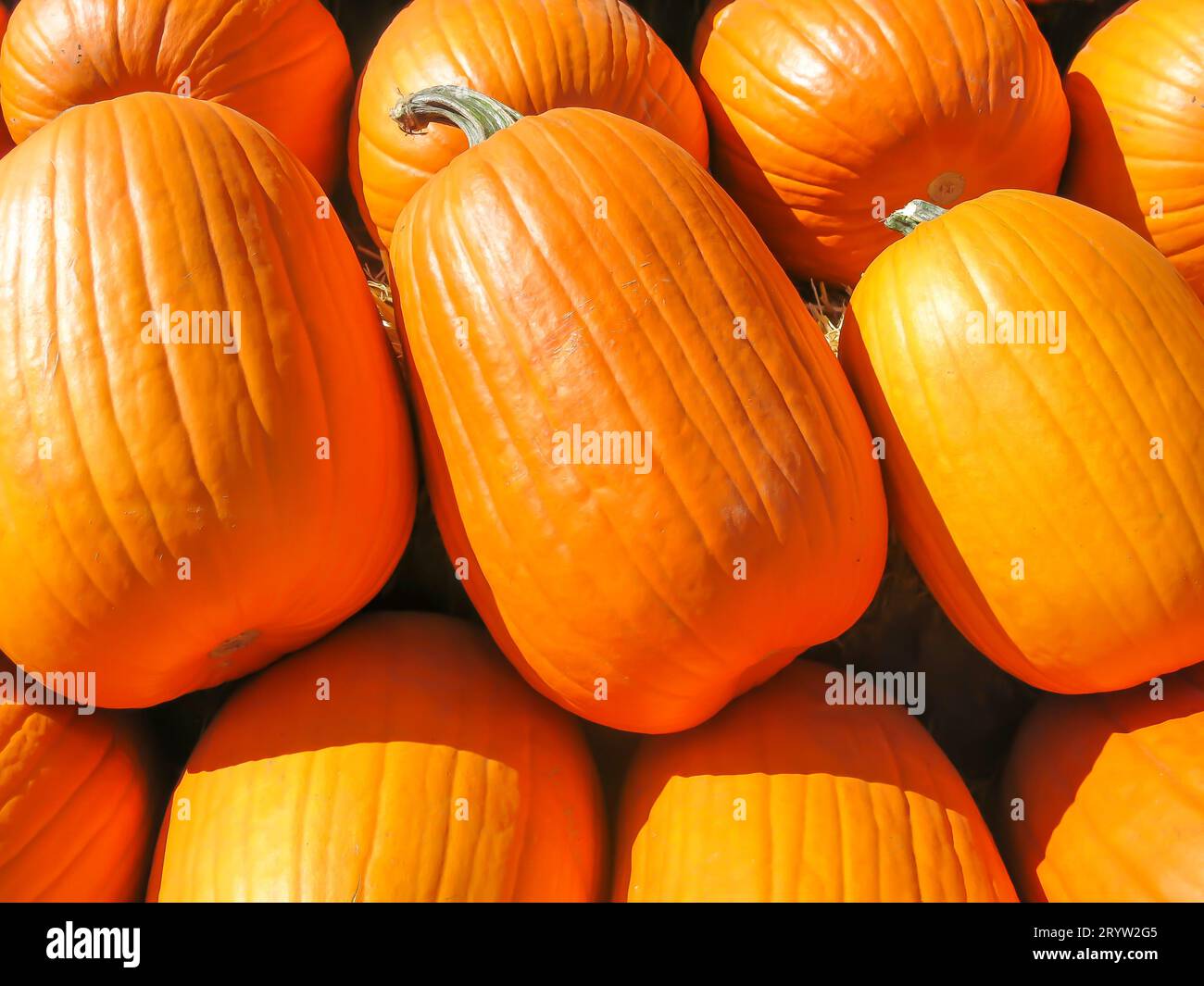 Large Pumpkins Stacked as a Display in Pumpkin Patch Stock Photo - Alamy