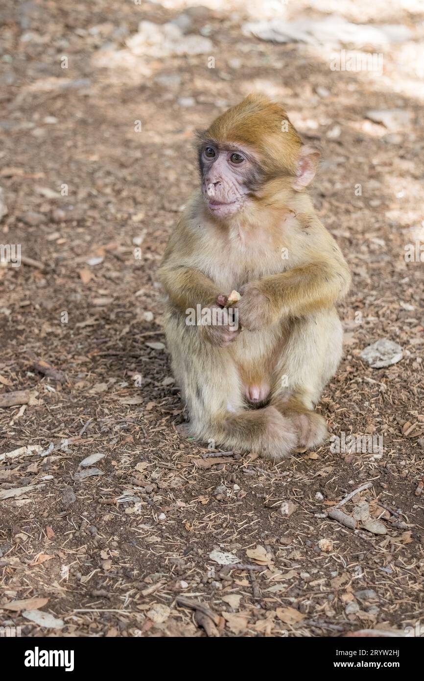 A baby Barbary Macaque monkey or ape, sitting on the floor eating ...