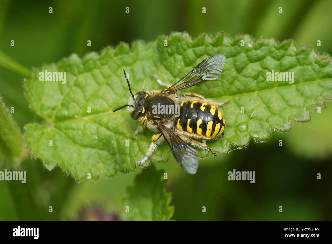 Woolcarder bee hi-res stock photography and images - Alamy
