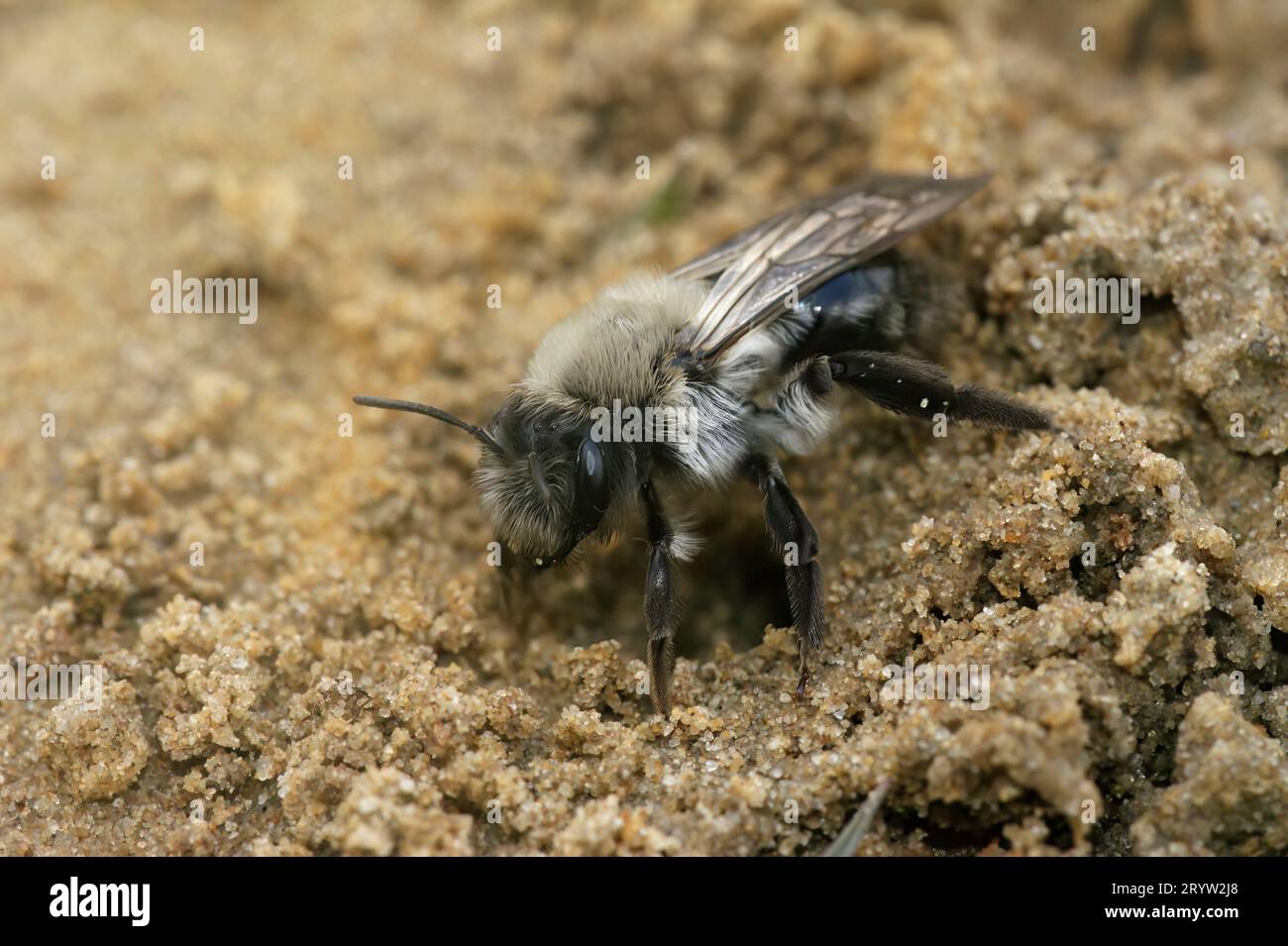 Underground bee nest hi-res stock photography and images - Alamy